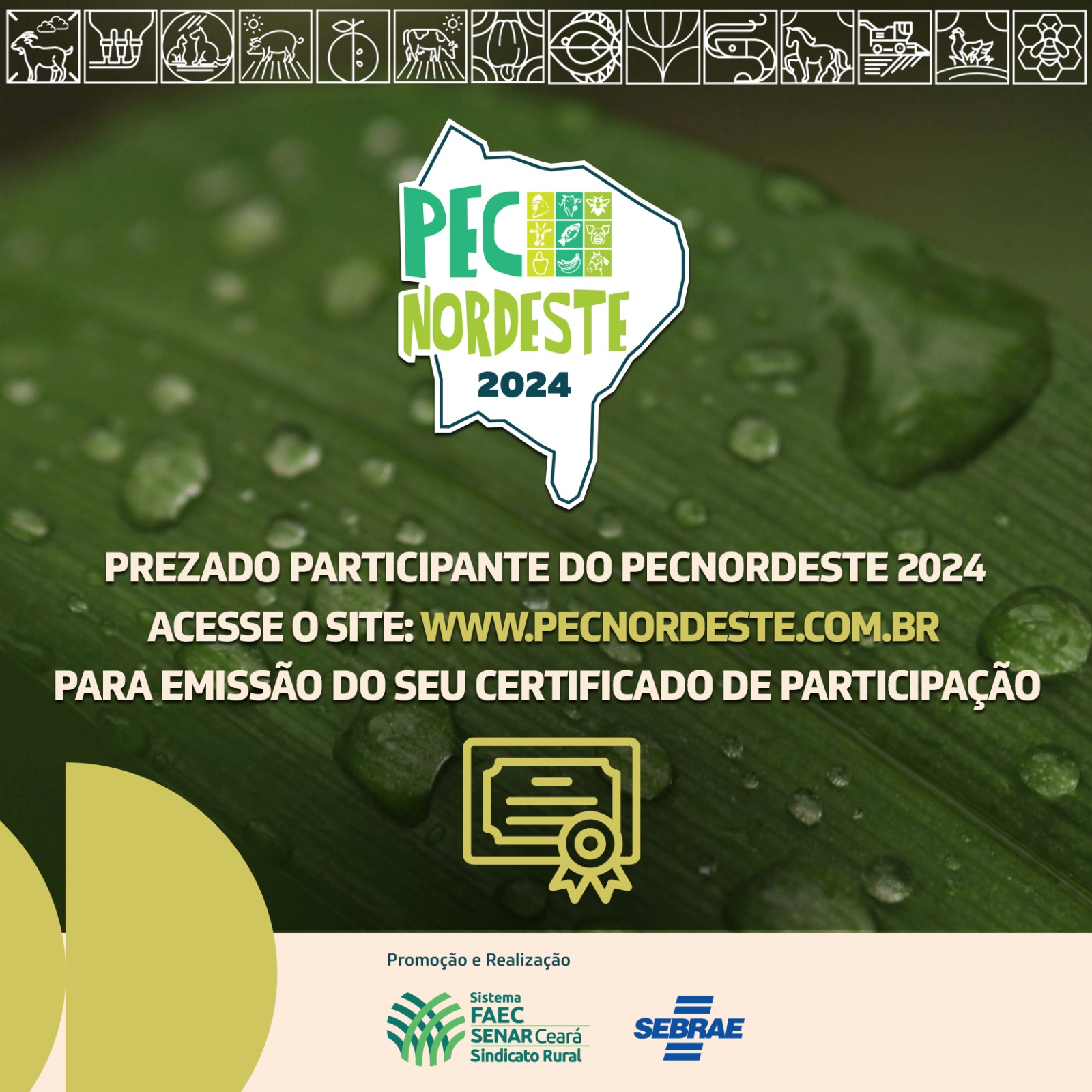 Certificados PEC2024 – PECNORDESTE 2025